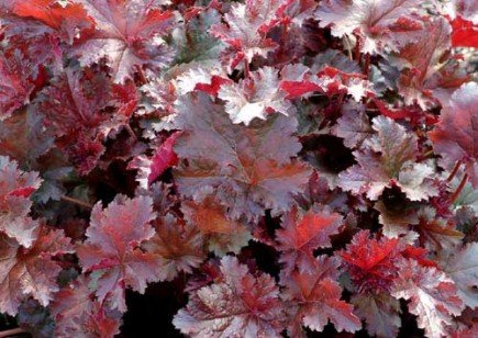 Heuchera 'Chocolate Ruffles' | Chocolate Ruffles Alum root | plant lust