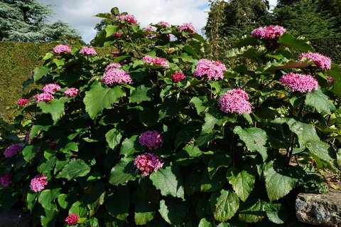 Clerodendrum bungei | Mexican Hydrangea | plant lust