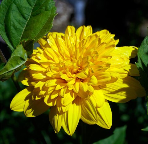 Helianthus x 'Sunshine Daydream' | Pincushion Perennial Sunflower ...