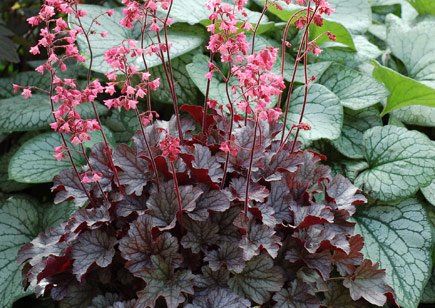 Heuchera 'Milan' | Milan Coral Bells | plant lust