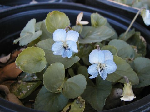 Viola missouriensis | Missouri Violet | Native Wood Violet | plant lust