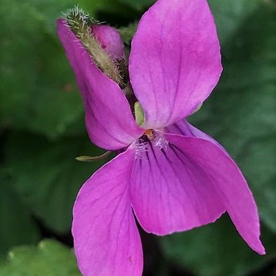 Viola odorata 'Josephine' | Josephine Violet | plant lust