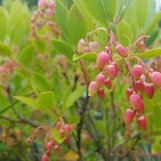 Arbutus unedo 'Compacta' | Compact Strawberry Tree | Irish Strawberry ...