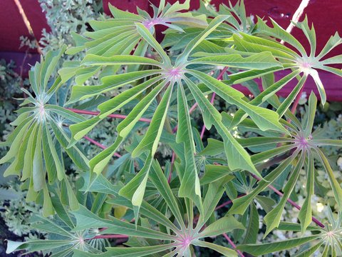 Manihot grahamii | Hardy Tapioca | plant lust