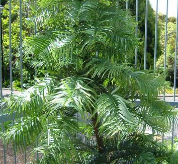 Wollemia from multiple nurseries on Plant Lust