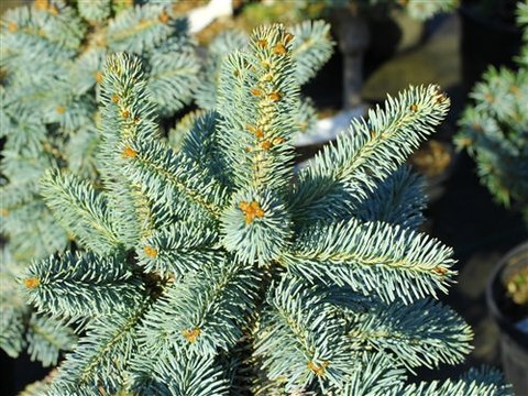 Abies lasiocarpa 'Blue Bear' | Blue Bear Subalpine Fir | plant lust