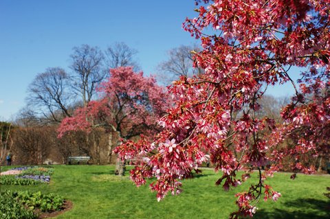 Prunus x incam 'Okame' | Prunus x 'Okame' | Okame Cherry | plant lust