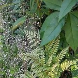 Rubus lineatus | Bramble | Silky-leaved Berry | plant lust
