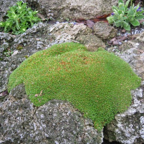 Minuartia stellata 'Frank Cabot' | Minuartia stellaria 'Frank Cabot ...