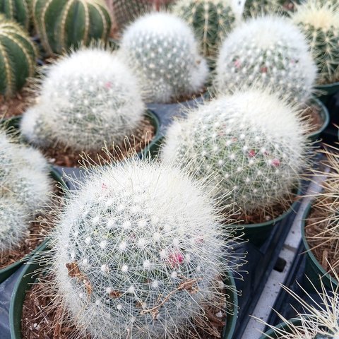 Mammillaria senilis | Mamilopsis senilis | plant lust