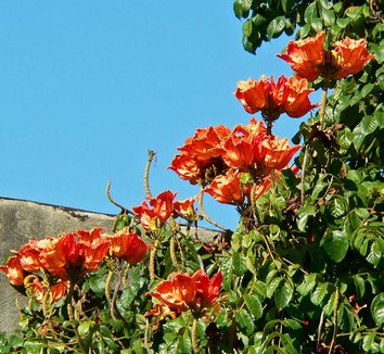 Spathodea from multiple nurseries on Plant Lust