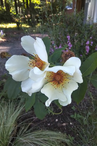 Rosa 'Golden Wings' | Golden Wings Rose | plant lust
