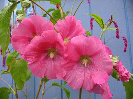 Alcea ficifolia [pink] | Alcea ficifolia 'Pink' | Pink Hollyhock ...