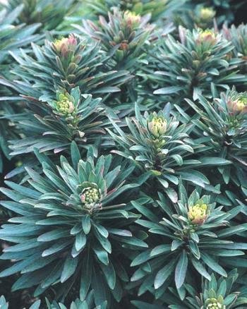 Euphorbia Red Wing | Euphorbia 'Redwing' | Euphorbia characias 'Red ...