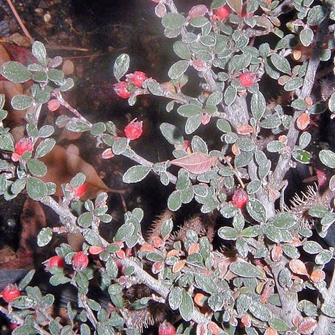Cotoneaster pannosus | Silverleaf Cotoneaster | plant lust