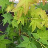 Acer palmatum 'Bihou' | Acer palmatum 'Bihoo' | Bihou Coral Yellow Bark ...