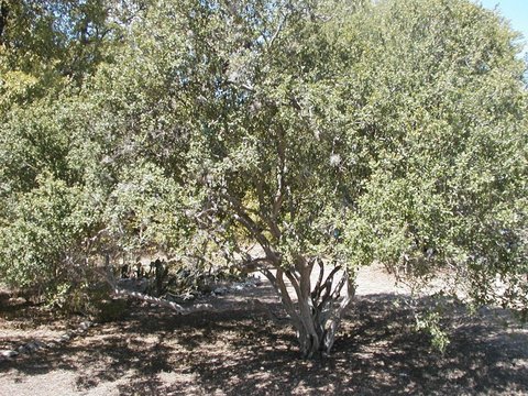 Texas Persimmon | Diospyrus texana | Black Persimmon | Chapote Manzano ...