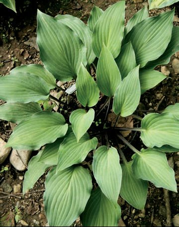 Hosta 'Miss Linda Smith' | | plant lust