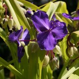 Tradescantia 'Blue and Gold' | Tradescantia 'Blue & Gold ...