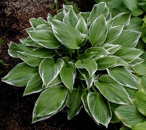 Hosta 'Mountain Snow' | | plant lust
