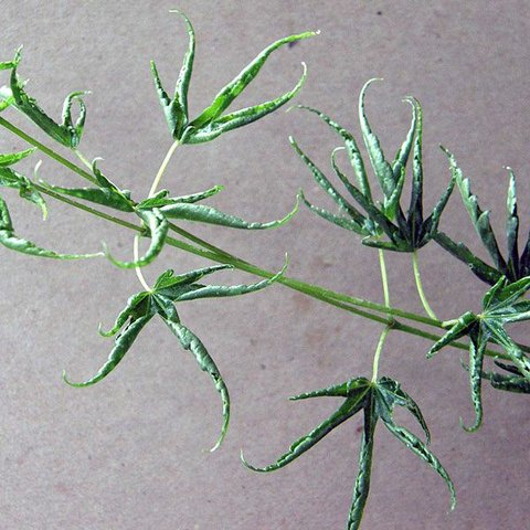 Acer palmatum 'Ki hachijo' | Acer palmatum 'Kihachijo' | Ki hachijo ...