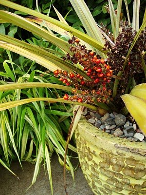 Astelia nervosa 'Westland' | Westland Mountain Astelia | plant lust