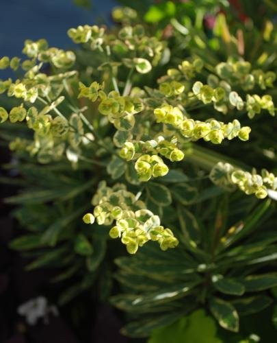 Euphorbia Helena's Blush™ PP17555 | Euphorbia 'Helena's Blush' | Helena ...