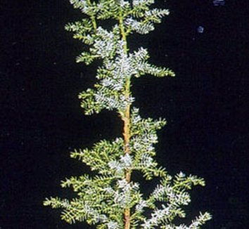 Pilgerodendron from multiple nurseries on Plant Lust