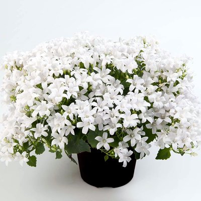 Campanula portenschlagiana Ambella White | Ambella White Wall ...