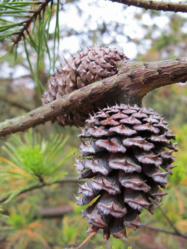 Pinus virginiana | Virginia Pine | Virginia Scrub Pine | plant lust