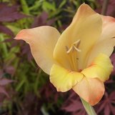 Gladiolus dalenii 'Boone' | Gladiolus x gandavensis 'Boone ...