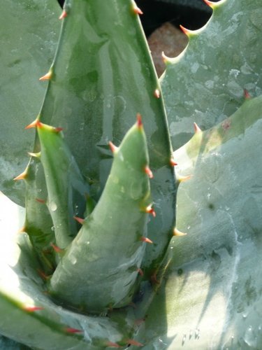 Aloe 'Goliath' | Aloe ferox 'Goliath' | plant lust