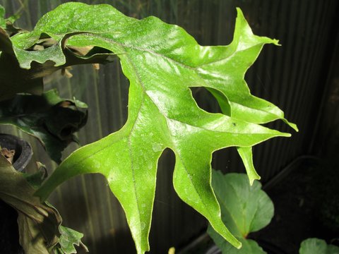 Pyrrosia lingua 'Cristata' | Pyrrosia lingua [crested] | Pyrrosia ...