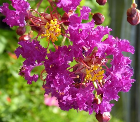 Lagerstroemia 'Kitty's Purple' | Lagerstroemia x 'Kitty's Purple ...