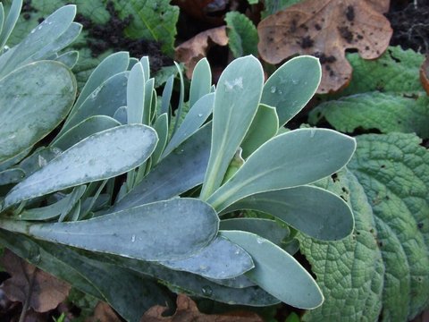 Hertia cheirifolia | Othonna cheirifolia | Barbary Ragwort | plant lust