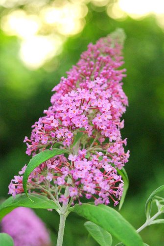 Buddleja 'Pink Delight' | Buddleia davidii 'Pink Delight' | Buddleja ...