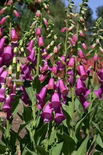 Digitalis thapsi | Digitalis thapsii | Spanish Peaks® Foxglove | plant lust
