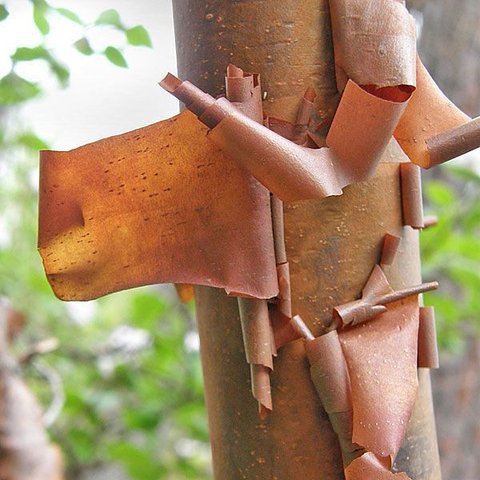 Acer griseum | Chinese Paperbark Maple | Paperbark Maple | plant lust