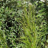 Rhodocoma capensis | Cape Restio | plant lust