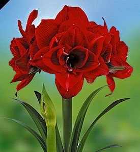 Hippeastrum Cherry Nymph | Amaryllis 'Cherry Nymph'® | plant lust