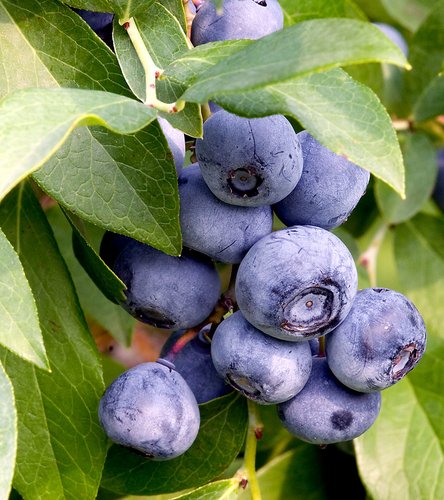 Bluegold Highbush Blueberry (Mid Season) | | plant lust