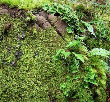 Polypodium from multiple nurseries on Plant Lust