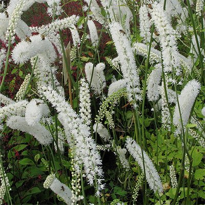 Actaea matsumurae 'White Pearl' | Actaea simplex var. matsumurae 'White ...