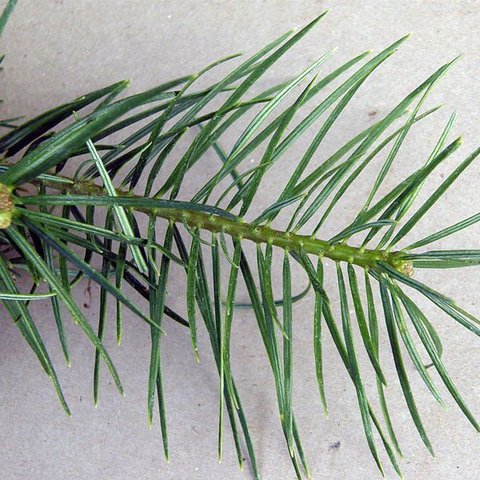 Abies spectabilis | East Himalayan Fir | plant lust