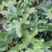 x Fatshedera lizei 'Variegata' | Fatshedera x lizei 'Variegata ...