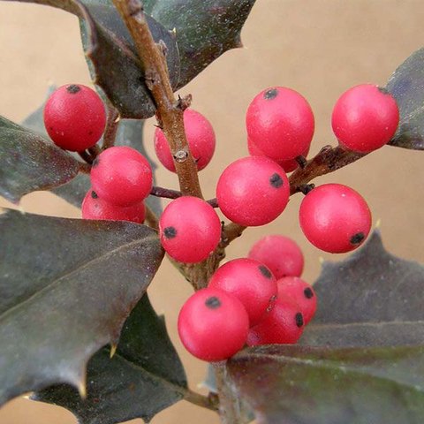 Ilex opaca 'Dan Fenton' | Dan Fenton Female American Holly | plant lust