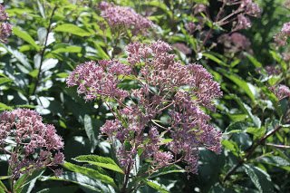 Eupatorium 'Phantom' | Phantom Joe-Pye Weed | plant lust
