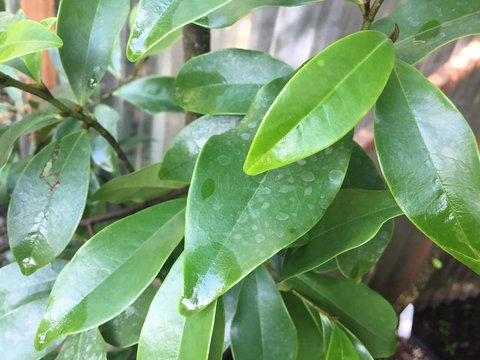 Ficus sp. aff. heterophylla [DJHS 4307] | plant lust