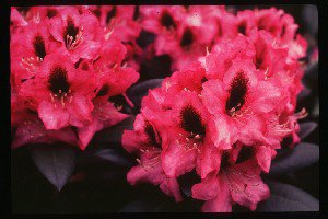 Rhododendron 'Kokardia' | plant lust