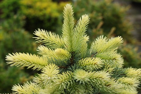 Picea pungens 'Niemetz' | Niemetz Colorado Spruce | plant lust